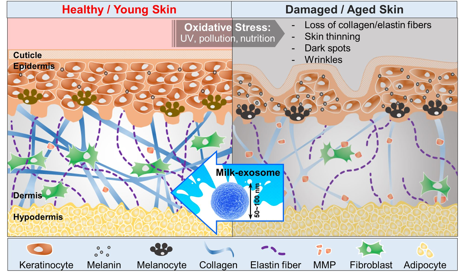About [Geno]Colostrum – HealDerm